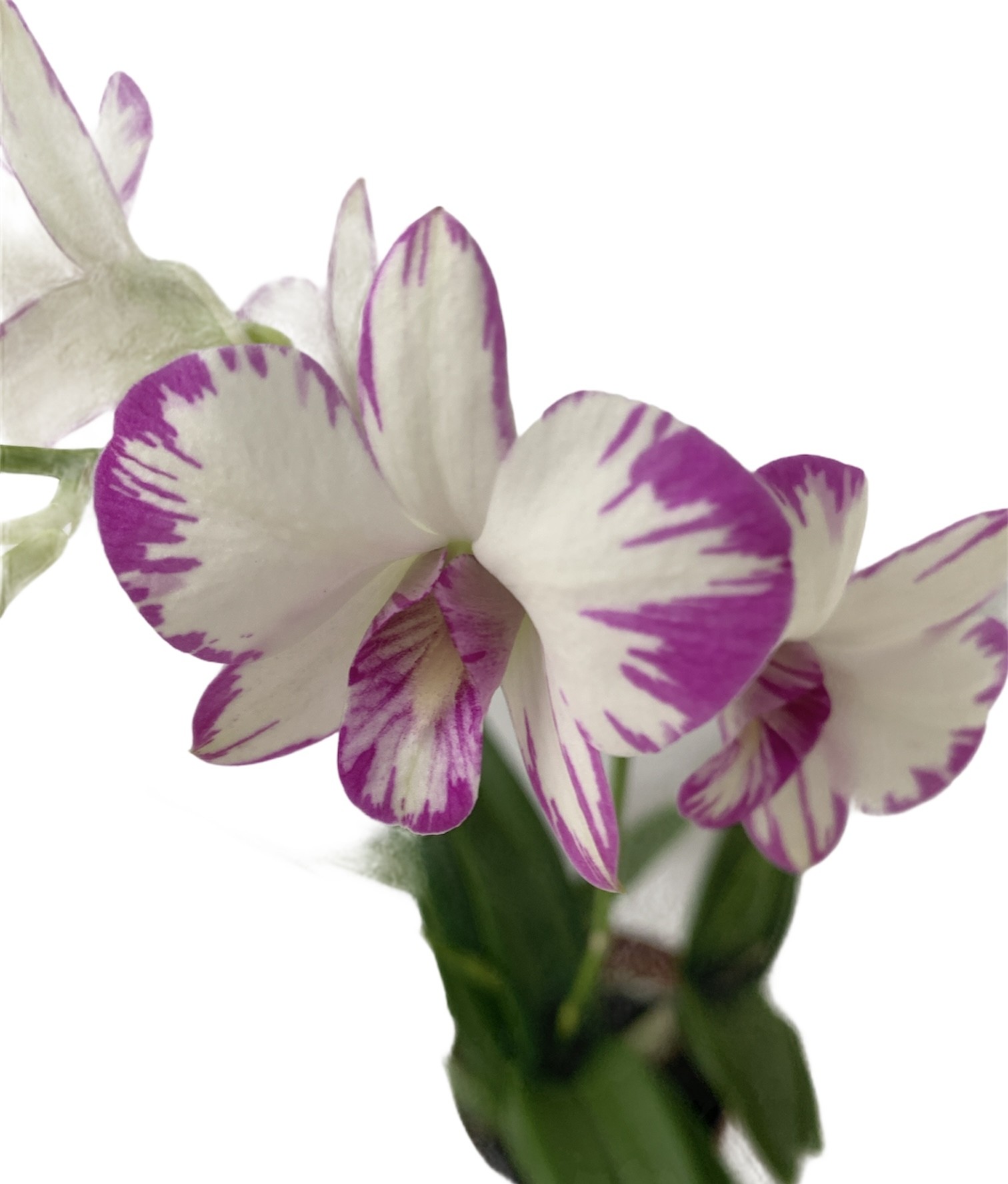Dendrobium Mini - White with purple edges - Flowers - Online Store ...